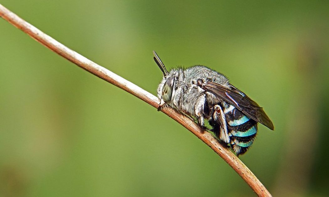 Znáte modré včely? Australané je milují | Svět cestovatele