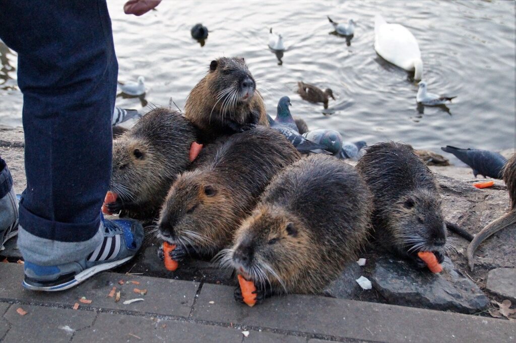 Přemnožení hlodavci terorizují česká města. Co s nimi?