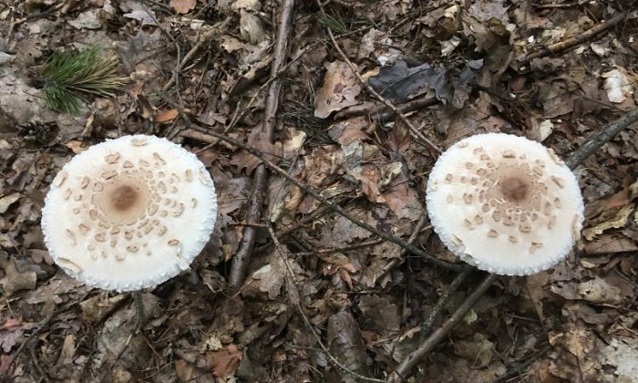 Jedovatá bedla a jak ji poznat | Svět cestovatele