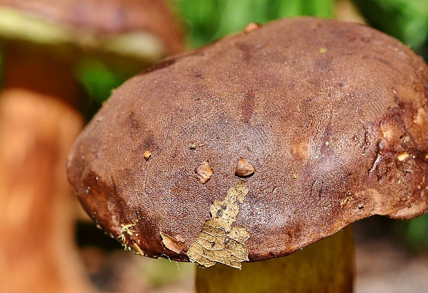 Ten největší hřib se do košíku nevejde | Svět cestovatele