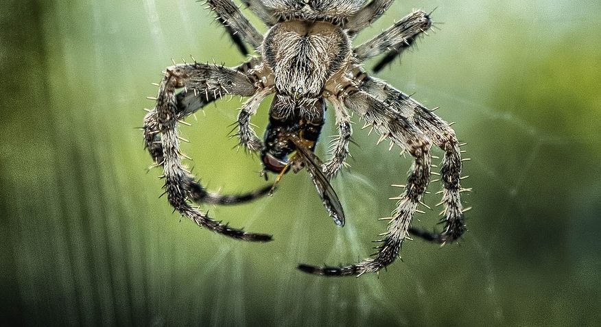 Nejposvátnější pavouk Česka. Své jméno | Svět cestovatele