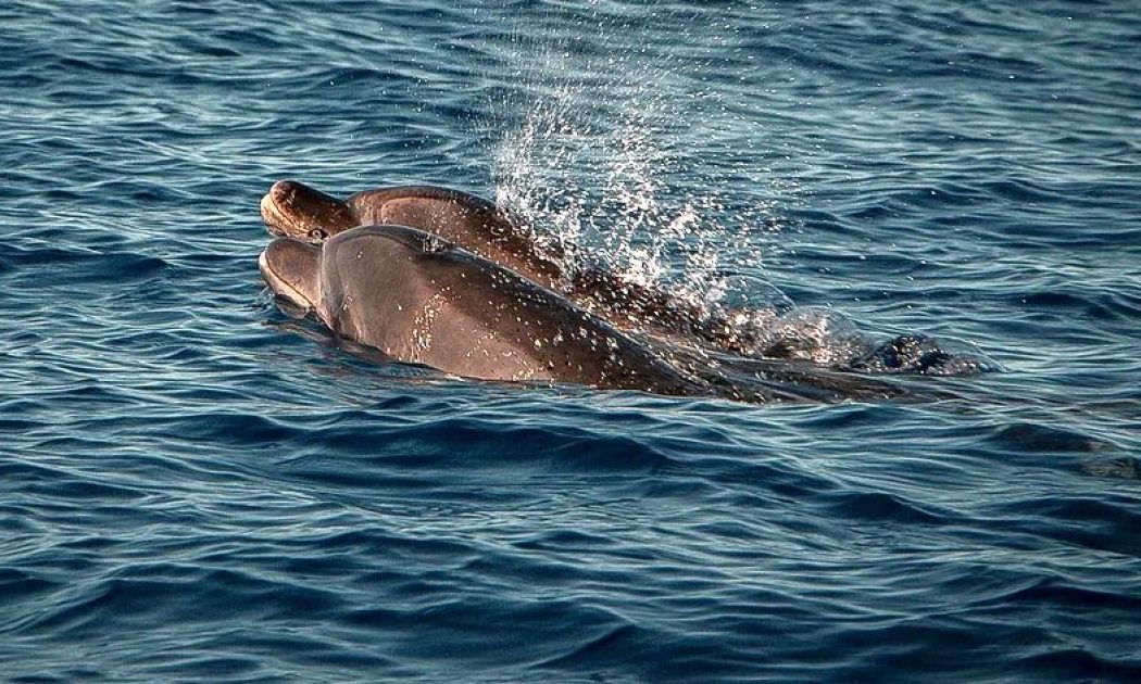 Kytovci v Labi pronikají stále dál a dál | Svět cestovatele