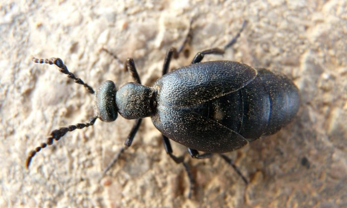 Jedovatý brouk z lesa? Majka fialová | Svět cestovatele