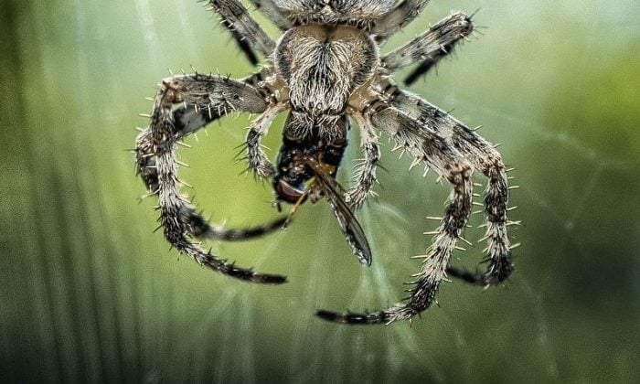 Pavouci v domě: nezvaní hosté, nebo | Svět cestovatele